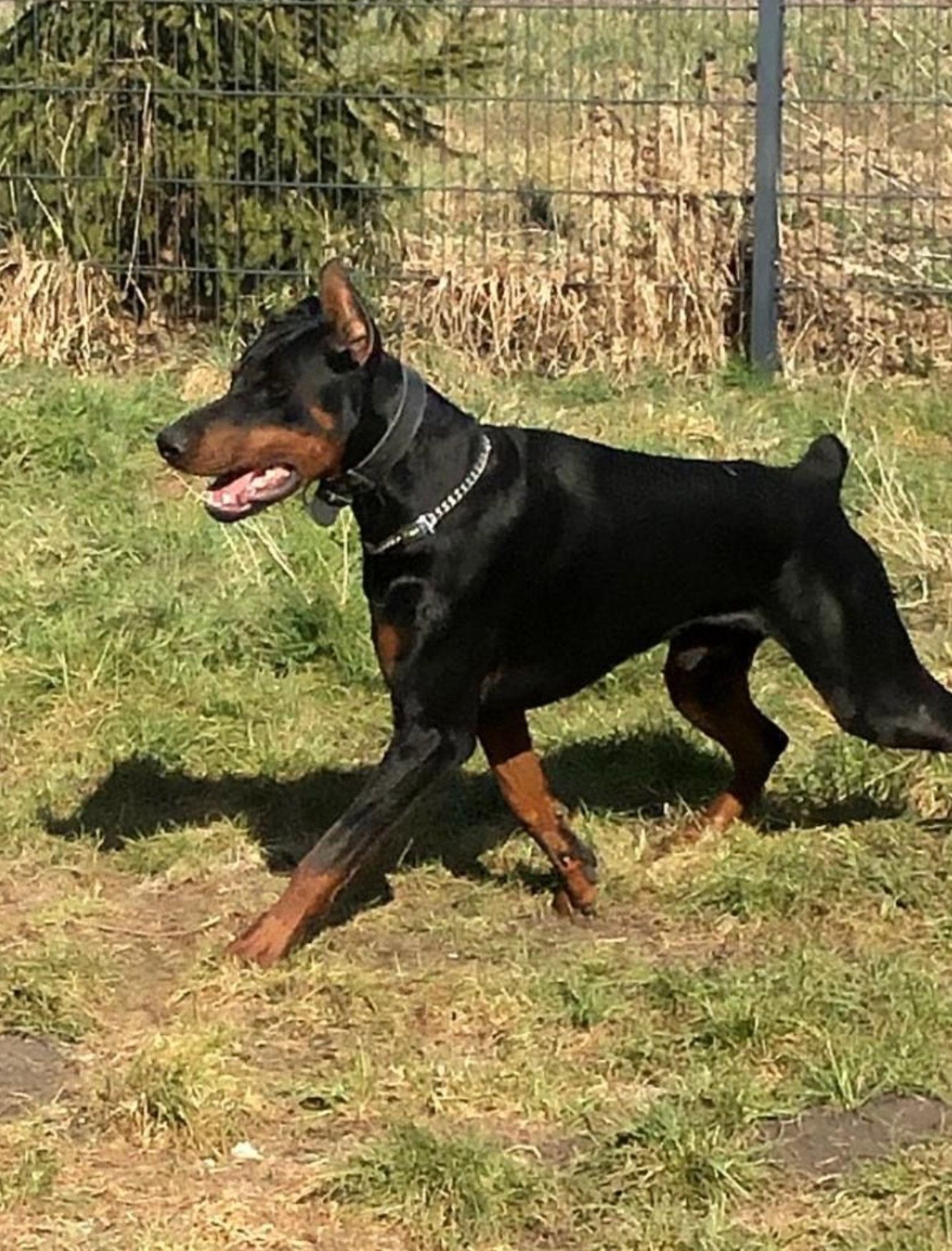 Pinnwand: Rock sucht ein neues Zuhause - Tierheim Mannheim