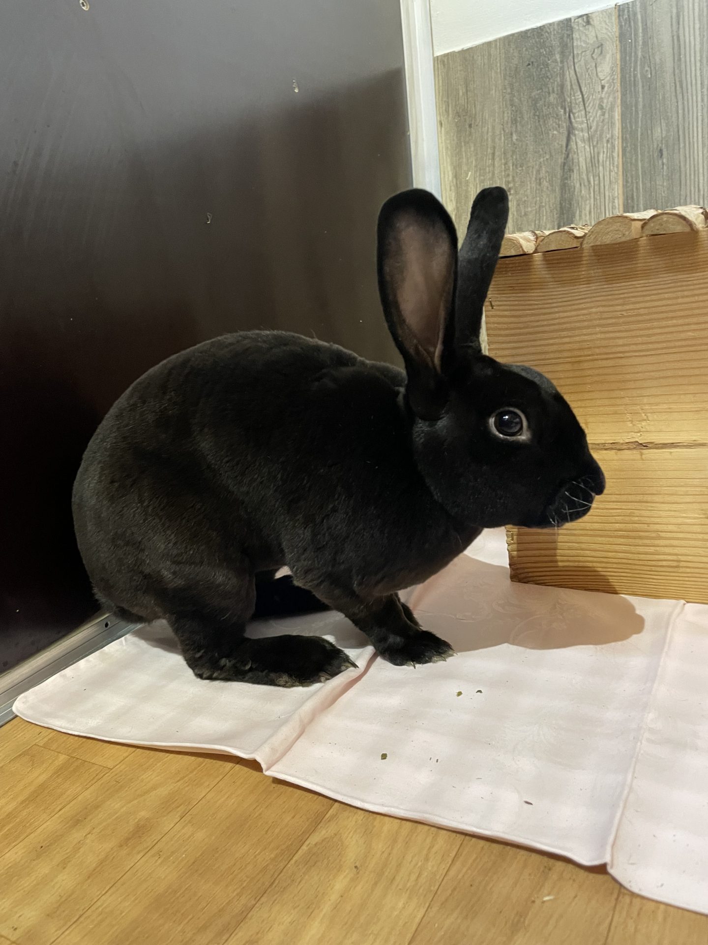 Vermittelt: Chief Rabbit - Tierheim Mannheim