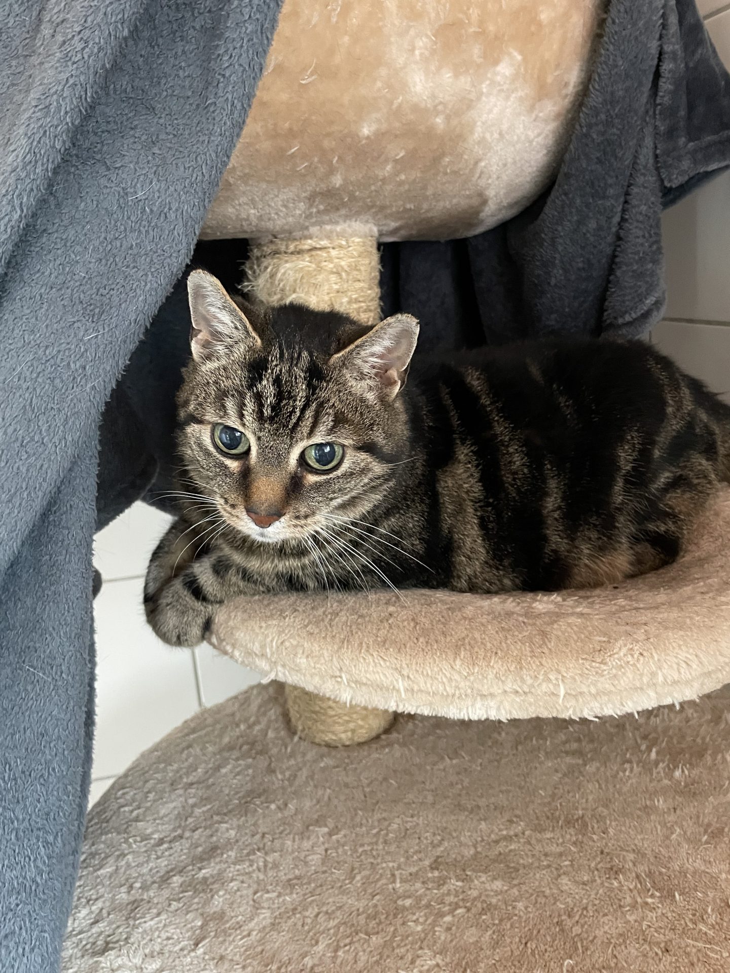 Katzen - Tierheim Mannheim