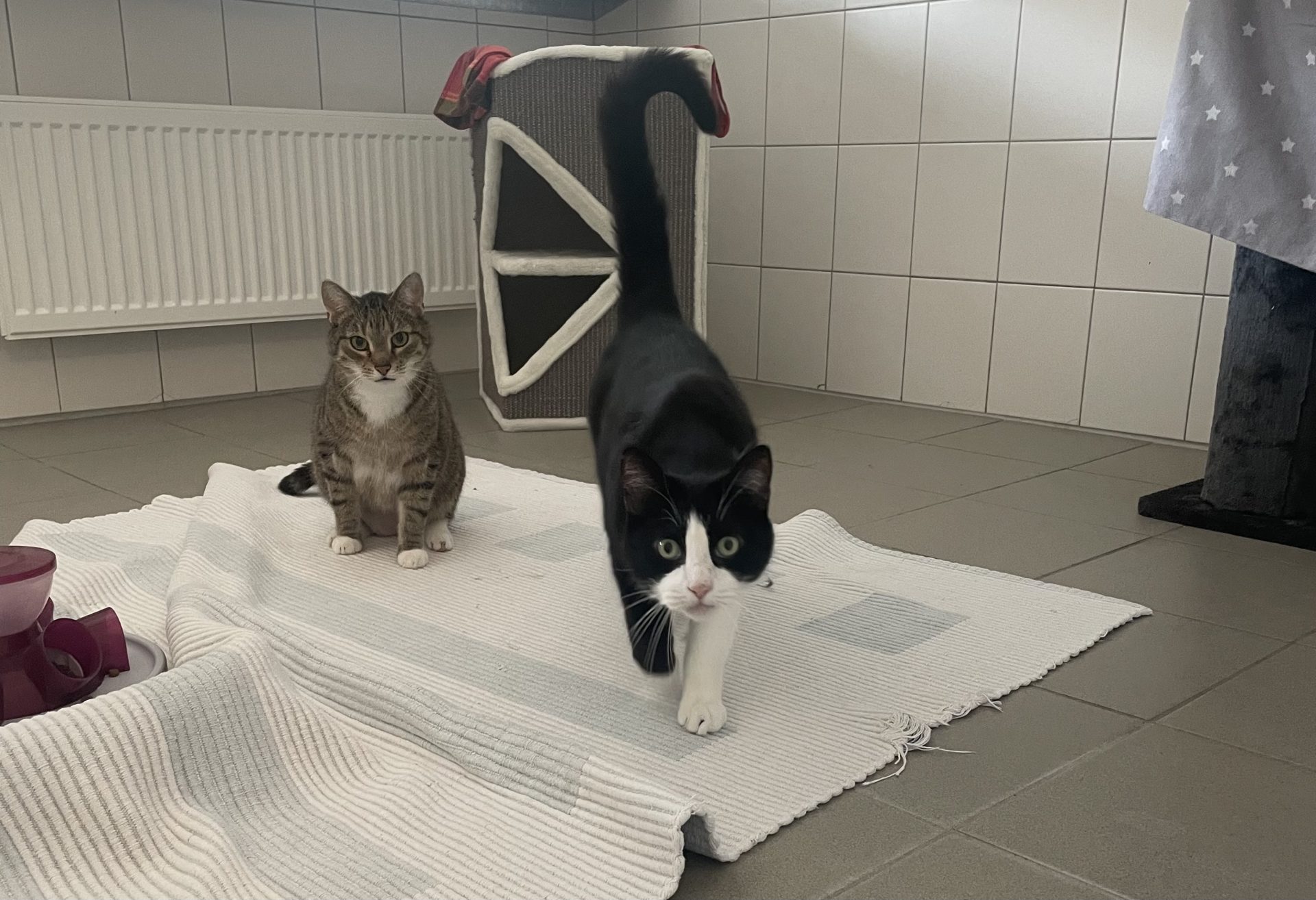 Katzen - Tierheim Mannheim
