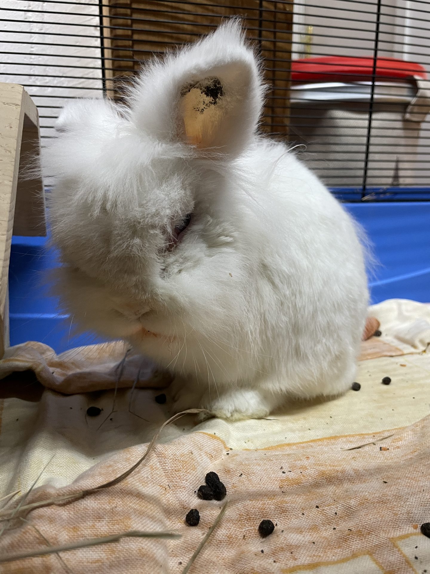 Vermittelt: Flauschi - Tierheim Mannheim