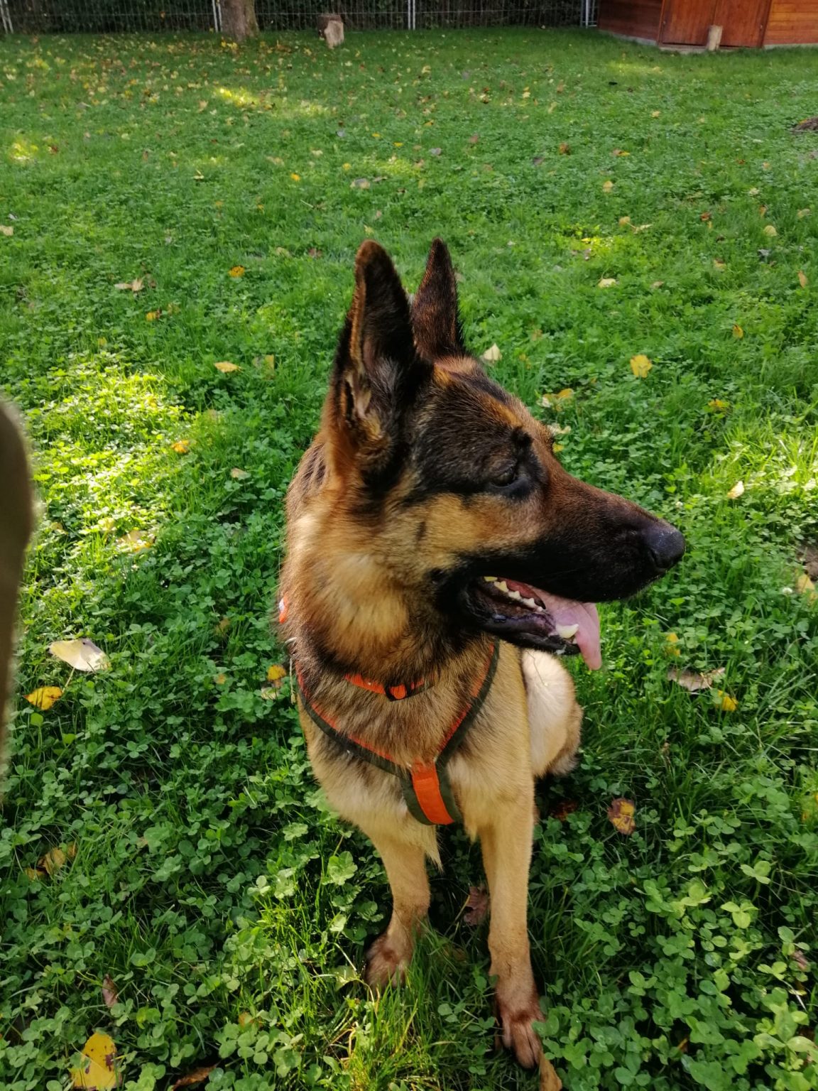 Graf sucht ein neues Zuhause - Tierheim Mannheim