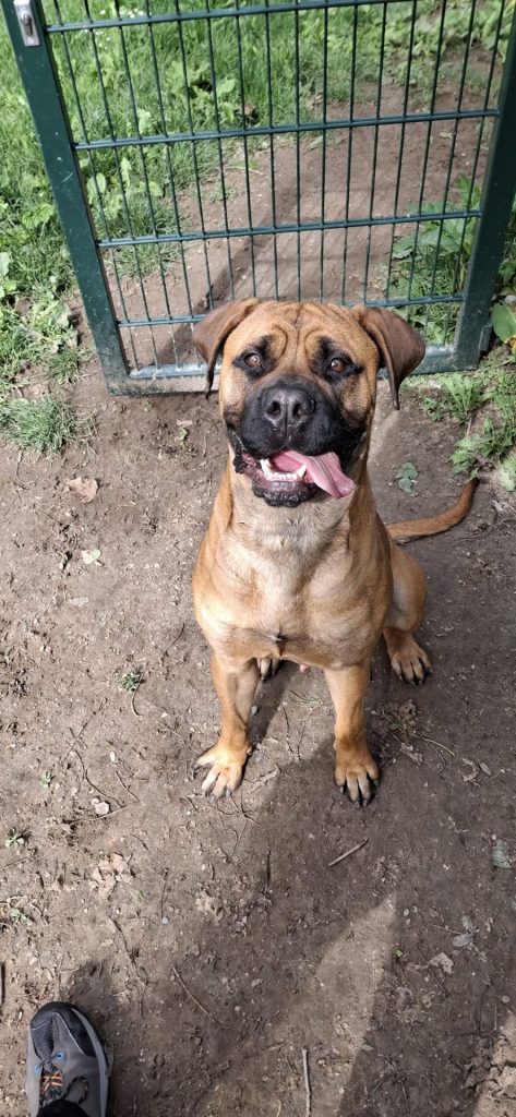 Björn sucht ein neues Zuhause - Tierheim Mannheim
