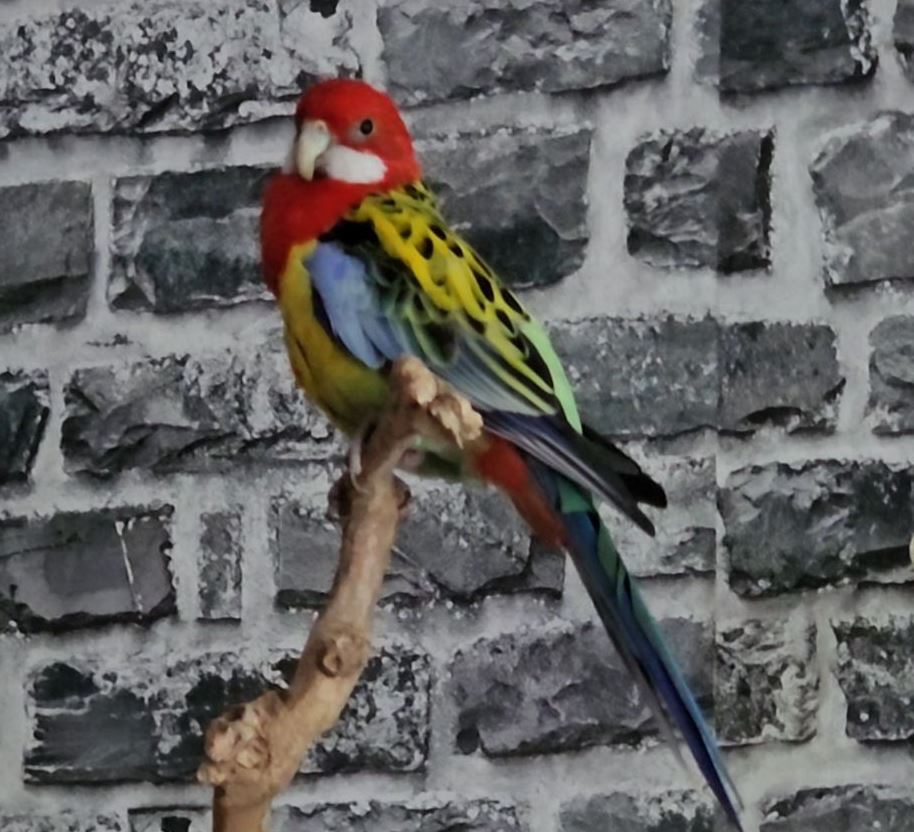 Vermisst: Rosellasittich Sukuna in 68309 Mannheim-Vogelstang - Tierheim ...